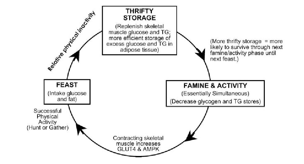 DamaiMedic Klinik Kota Kinabalu: Obesity Explained by The Feast-Famine ...