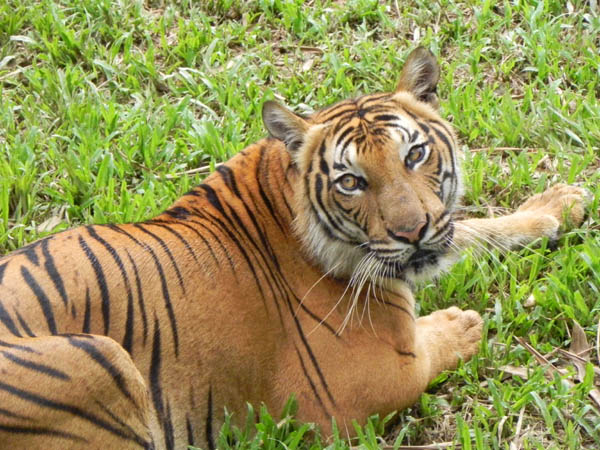 Some stories about us: Lok Kawi Wildlife Park, Sabah