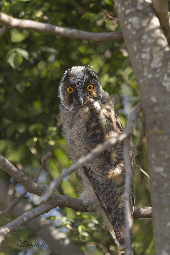Pasión por la Naturaleza: Mussol banyut-Buho chico-(Asio otus)