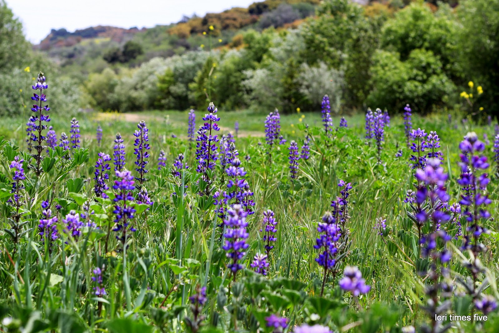 lori times five: the things they made