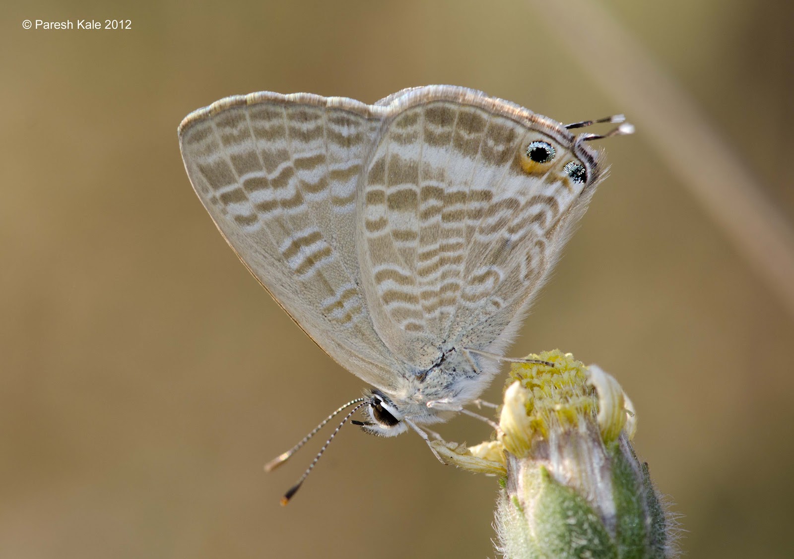 Nature @ IIT Bombay: Image sharpening using High pass filter