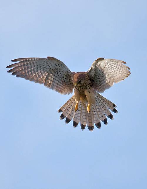 Common kestrel | Birds of India | Bird World