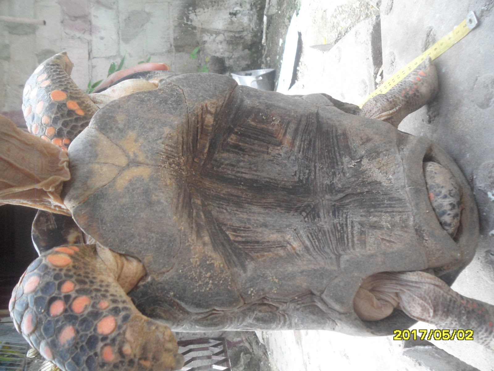 ¡TU AMIGO JUAN! : Chelonoidis carbonaria, Morrocoyo, Tortuga terrestre ...