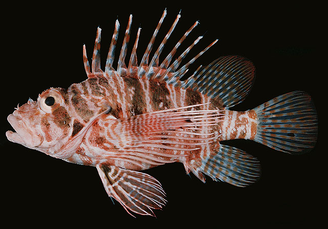 HIMB Community Education Program: What We Can Learn About Thanksgiving ...