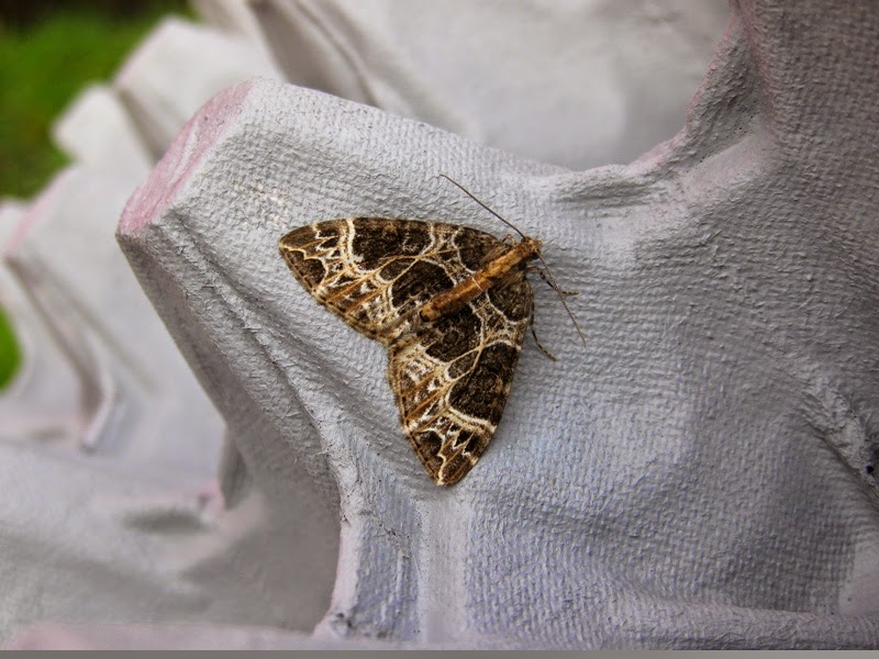 Butterfly Notes: Garden Moth Trap