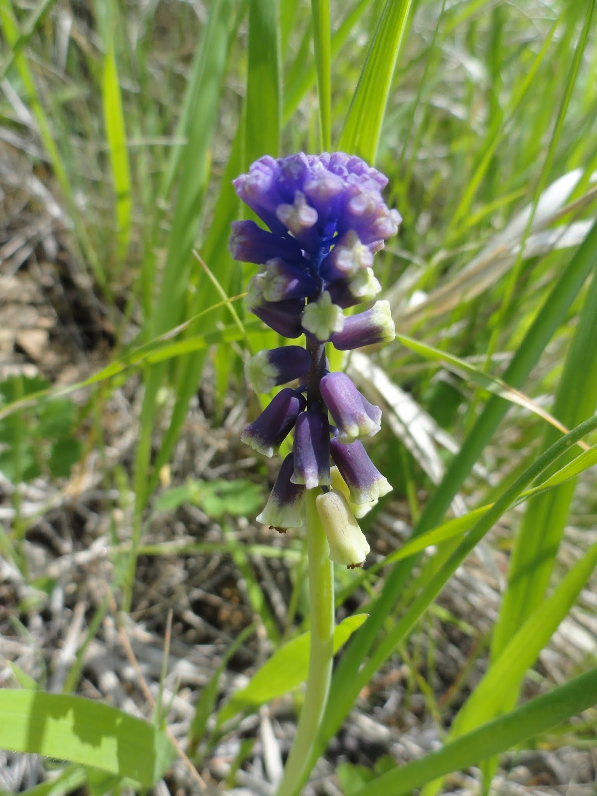 Frumusetile naturii: Ceapa salbatica (Muscari tenuiflorum)