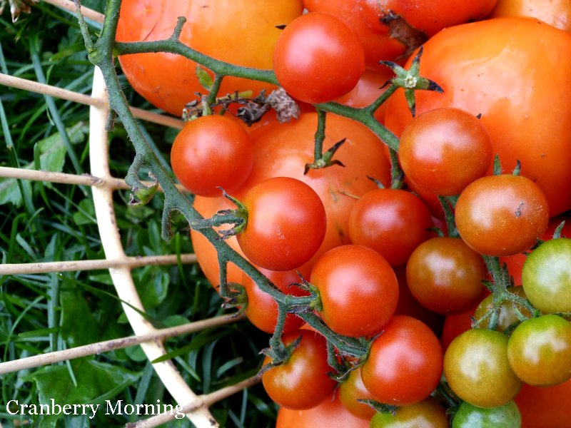 Cranberry Morning: Getting Ready to Can Tomatoes