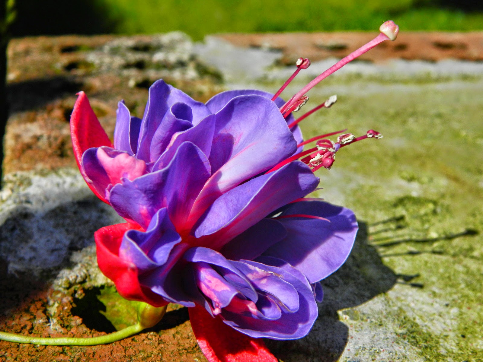 FUCHSIA photos - wallpapers | the fun bank