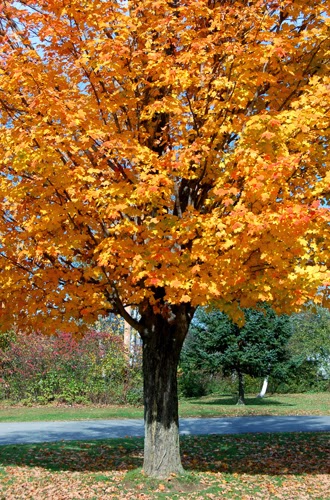 OLD NEW YORK: The Sugar Maple
