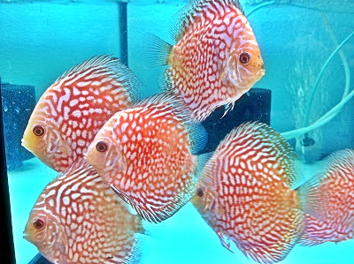 Penyakit Umum Pada Ikan Discus - Akuarium Ikan Hias