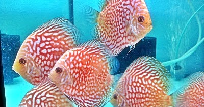 Penyakit Umum Pada Ikan Discus - Akuarium Ikan Hias