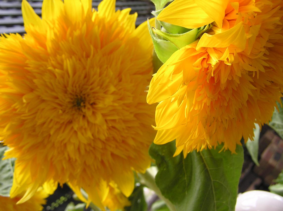 Neesie Natters: Double Headed Sunflowers....