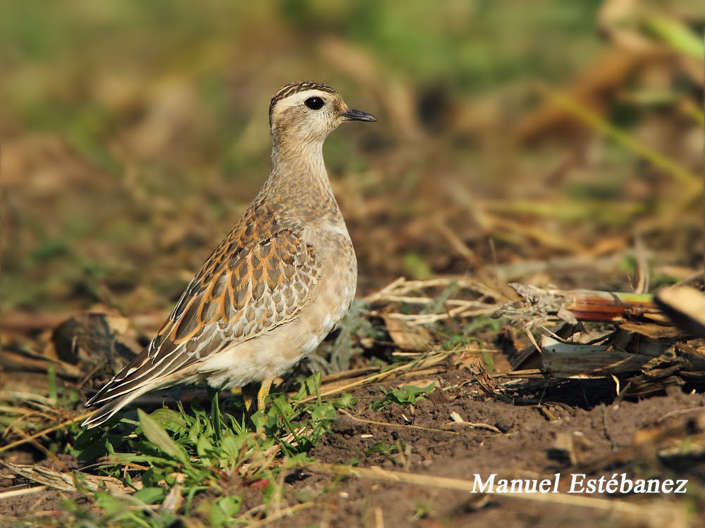 Miradas Cantábricas: Chorlito carambolo (Charadrius morinellus)