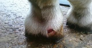 Horse Life and Love: All About ... Overreaching