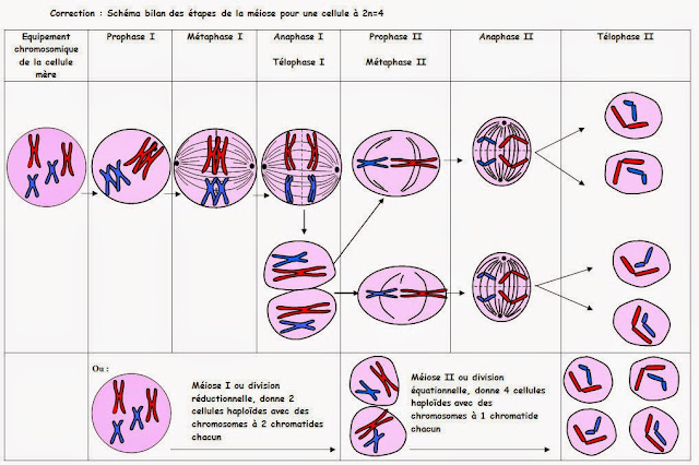 8 étapes de la méiose en vidéo + Schéma | Bio faculté