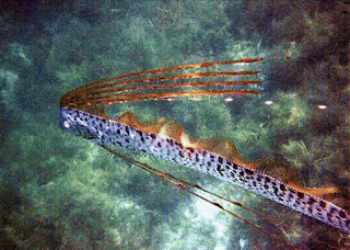 Fishes Images: Oarfish
