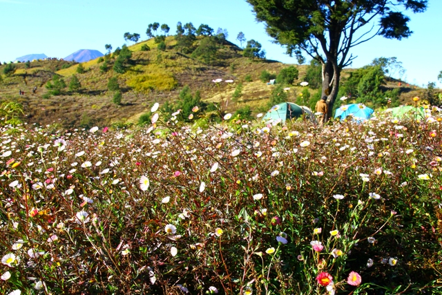 Selendang Sandra: Gunung Prau Via Dieng, Dan Bunga Daisy - Pendakian ...