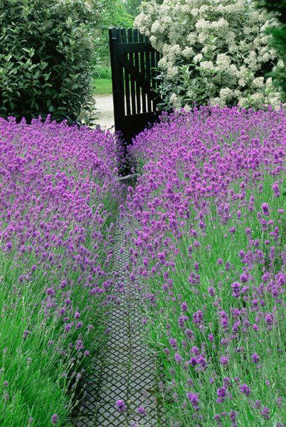 Step into my garden! ~ Gardening Stuff