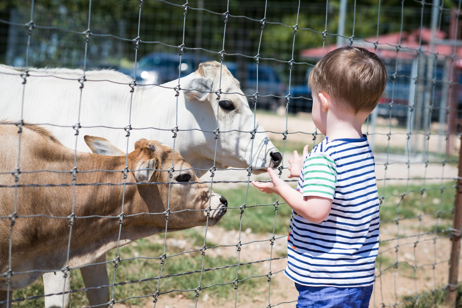 KARA'S STORIES: Gentry Zoo