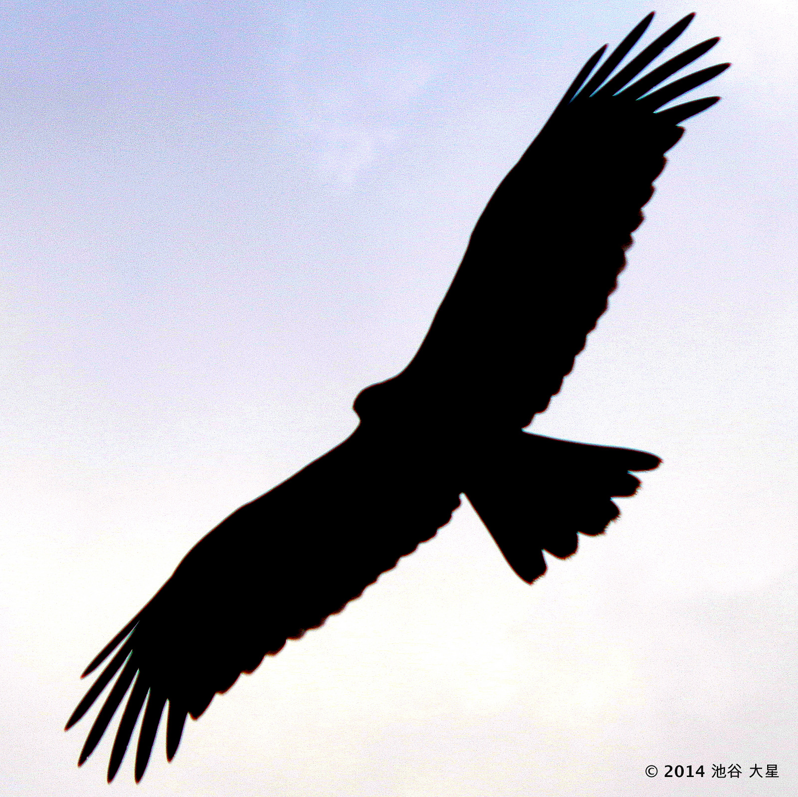 Pix4Japan: Japanese Tobi Raptor and Egret