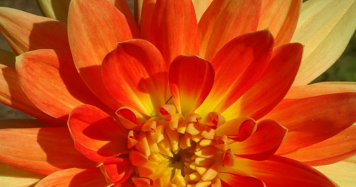 Love, Joy and Peas: Early Autumn Flowers & Foliage