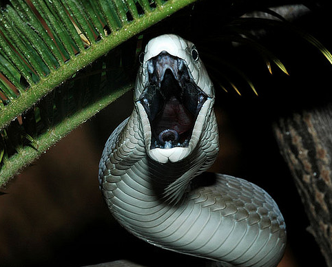 Black Mamba - Animals Photos