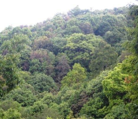 Tree Species Found in Hilly Region of Nepal - Blogger Nepal