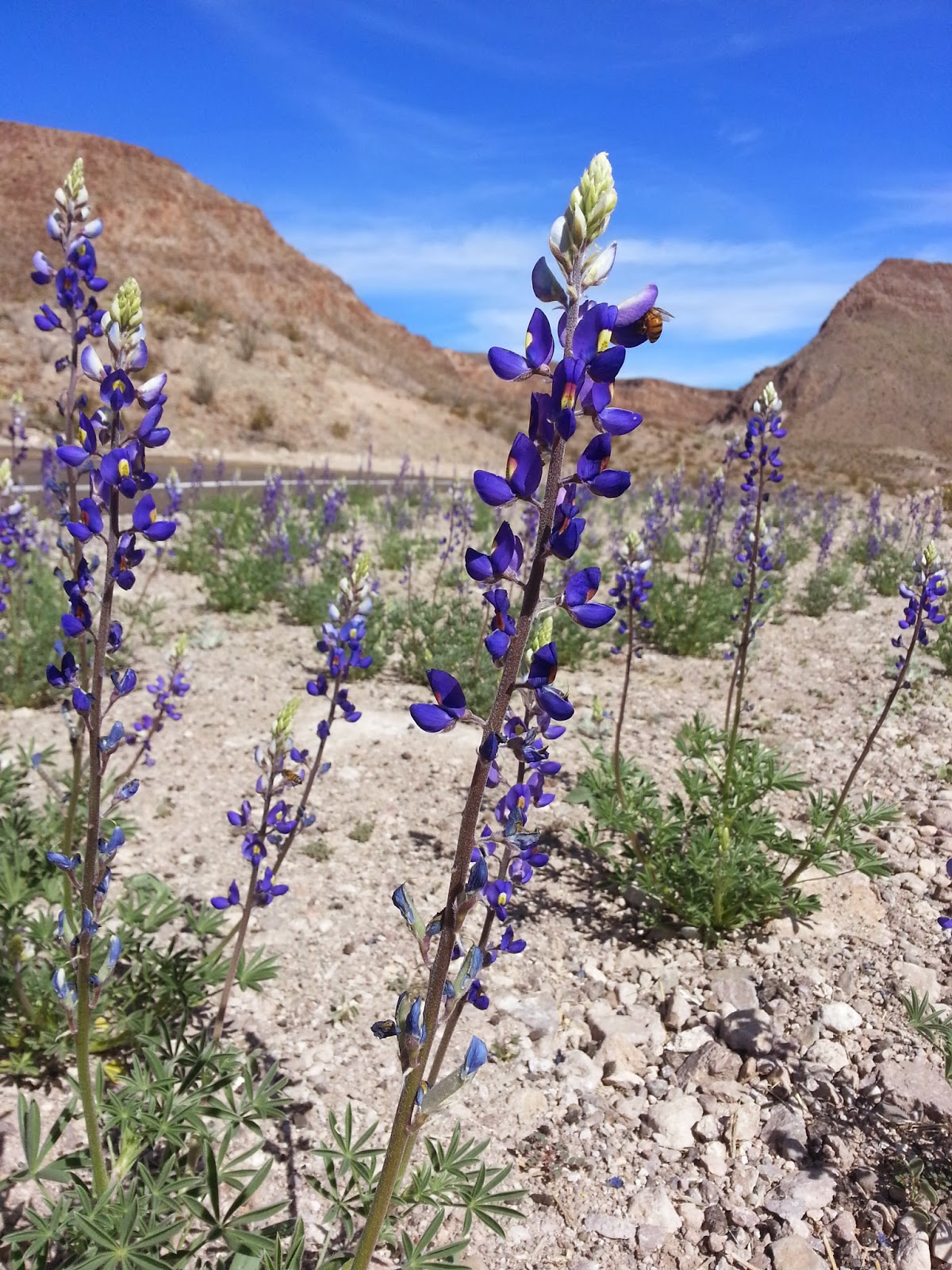 Texas Mountain Trail Daily Photo: Bluebonnets blooming along Big Bend's ...