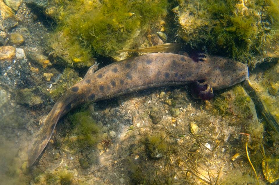 Herpedex: All the Herps I Have Seen In The Wild: Mudpuppies of Cook ...