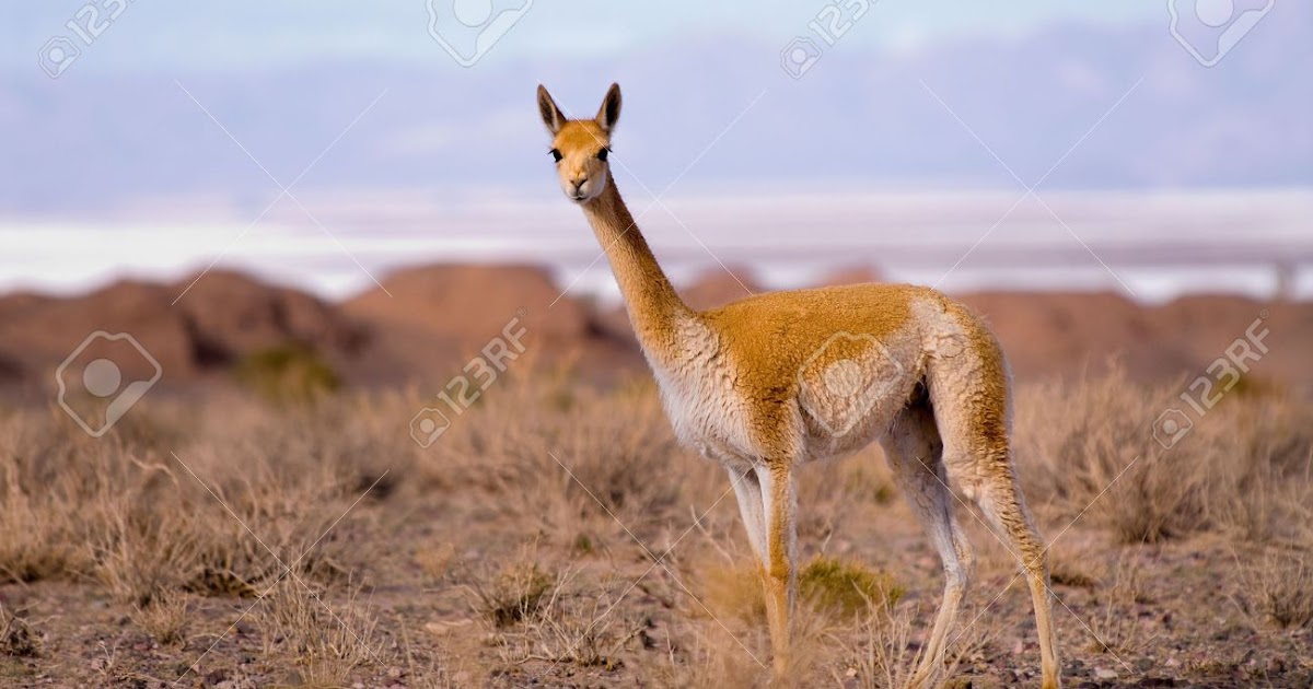 Imagehub: Vicuña HD images free download