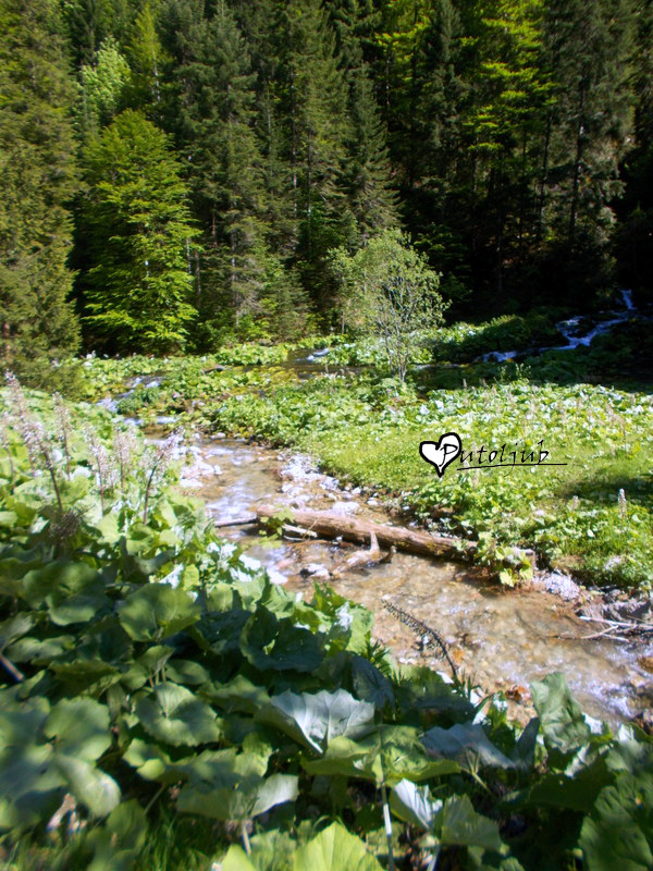 Putoljub: Izvor reke Ibar