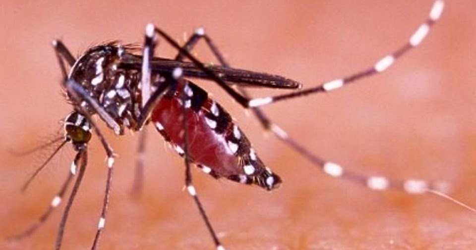 Nyamuk Dbd Dan Ciri-Cirinya - Cara Mengusir Nyamuk