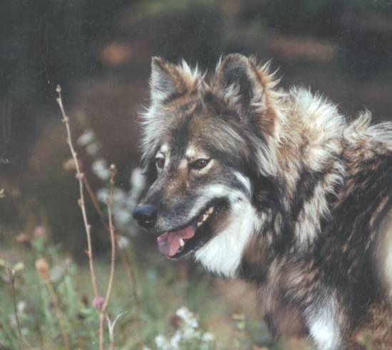 White Wolf : Bringing Back America's First Dog