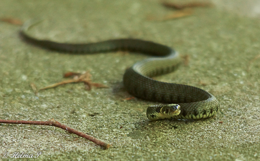 Helma's natuurfoto's: Ringslang (Natrix natrix).......