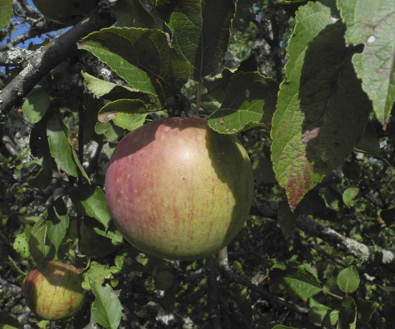 Studio and Garden: The Death of a Tree