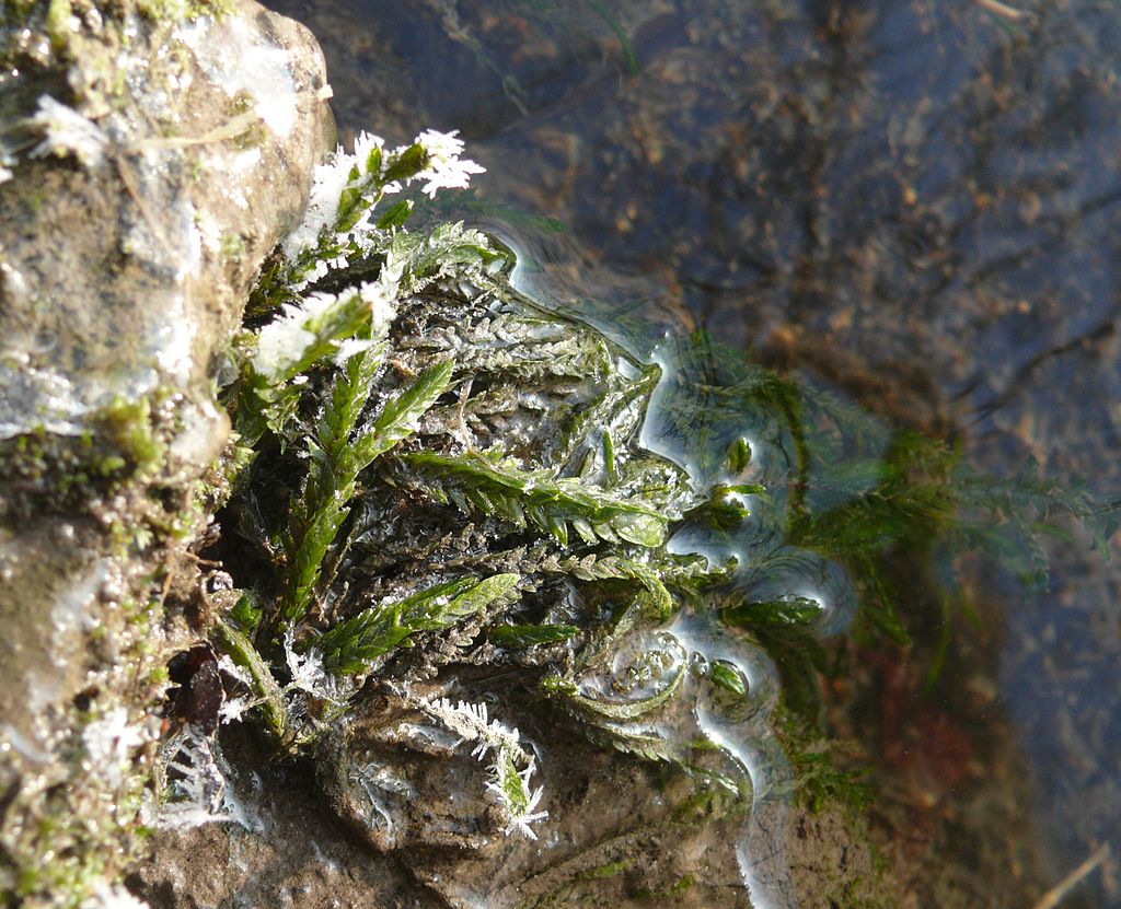 Botany Professor: Mosses of Central Florida 52. Fontinalis sullivantii