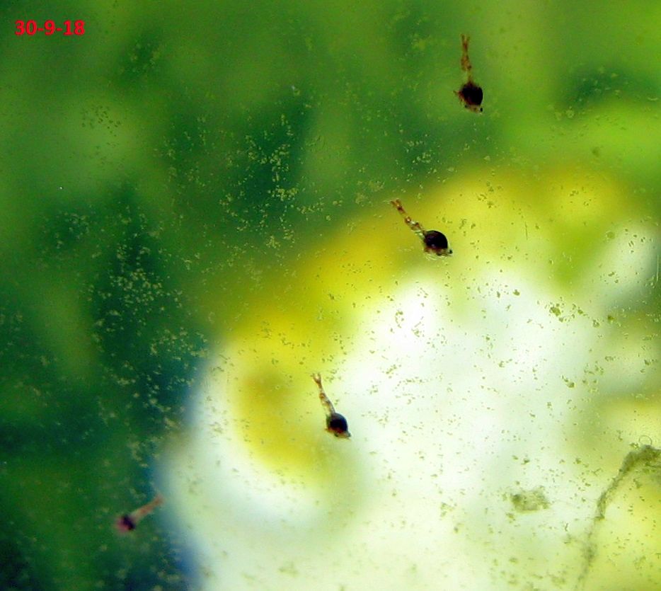 Teddy Tour Teas: Baby Halocaridina rubra