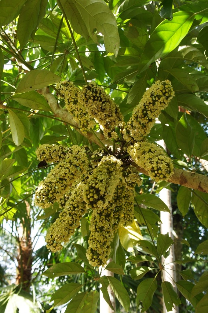 OUR PHILIPPINE TREES: Ang mga Namumutakte sa Galamay-Amo