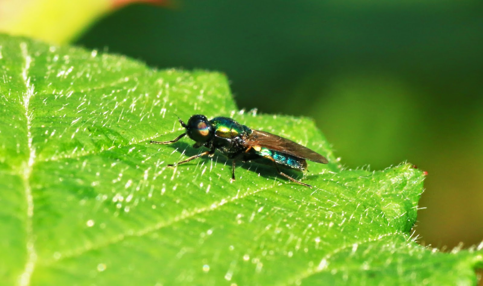 Steve's Birding,Wildlife & Walking Blog: Messingham Insects Etc ...