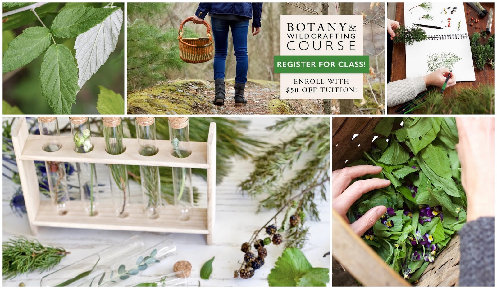 Eccentric Eclectic Woman: The Herbal Academy Botany & Wildcrafting ...