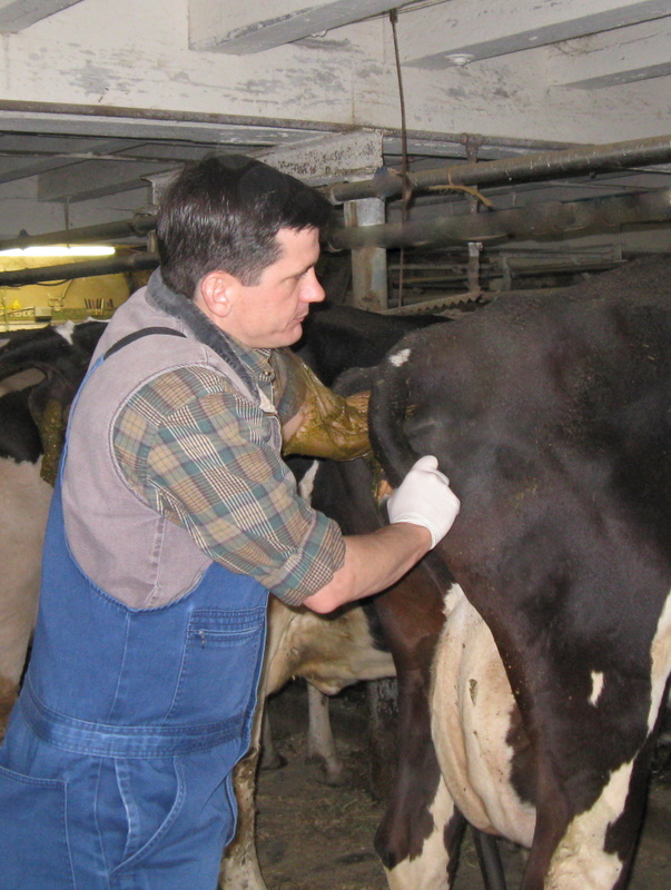 Happily married...to the cows!: Herd Check...
