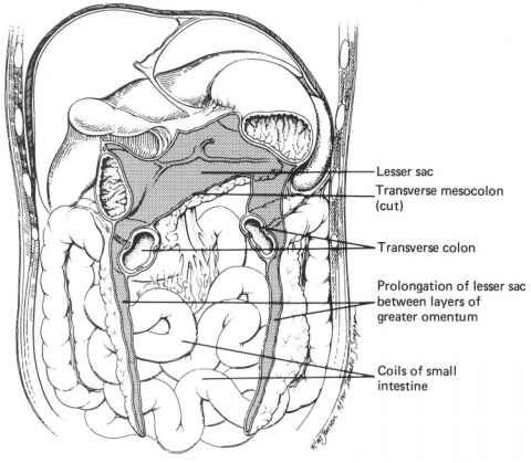 TecniScan Científico: Espacios Perihepáticos, Transcavidad de los ...