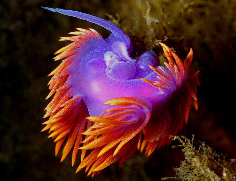 Nudibranch Displays A Stunning Set Of Colors: ~ Environment Places