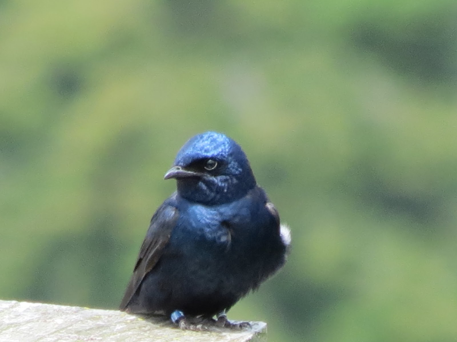 stormidae: Purple Martins
