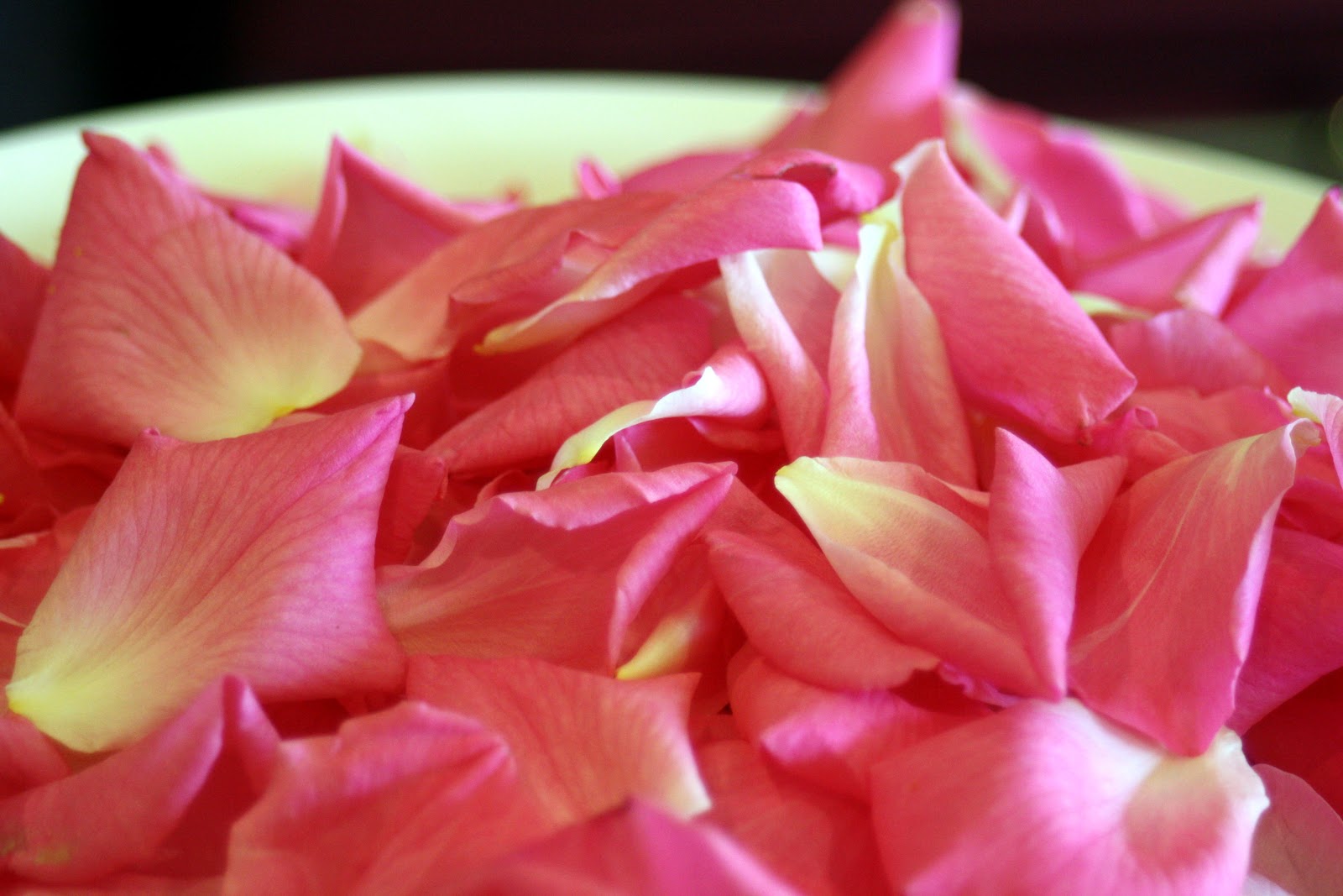 Our Beautiful World: Rose Petals