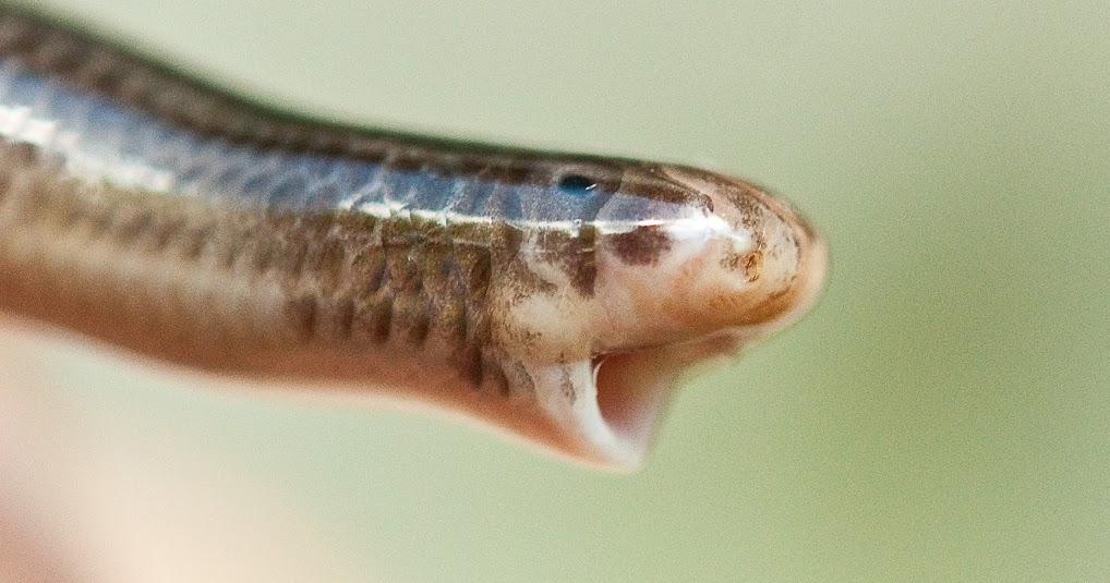 Life is short, but snakes are long: The 21st century blindsnake revolution