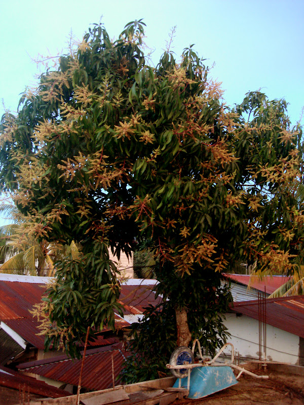 FCU HOMESCHOOLING JOURNEY: KARI IKAN KEMBUNG MEMPELAM MUDA