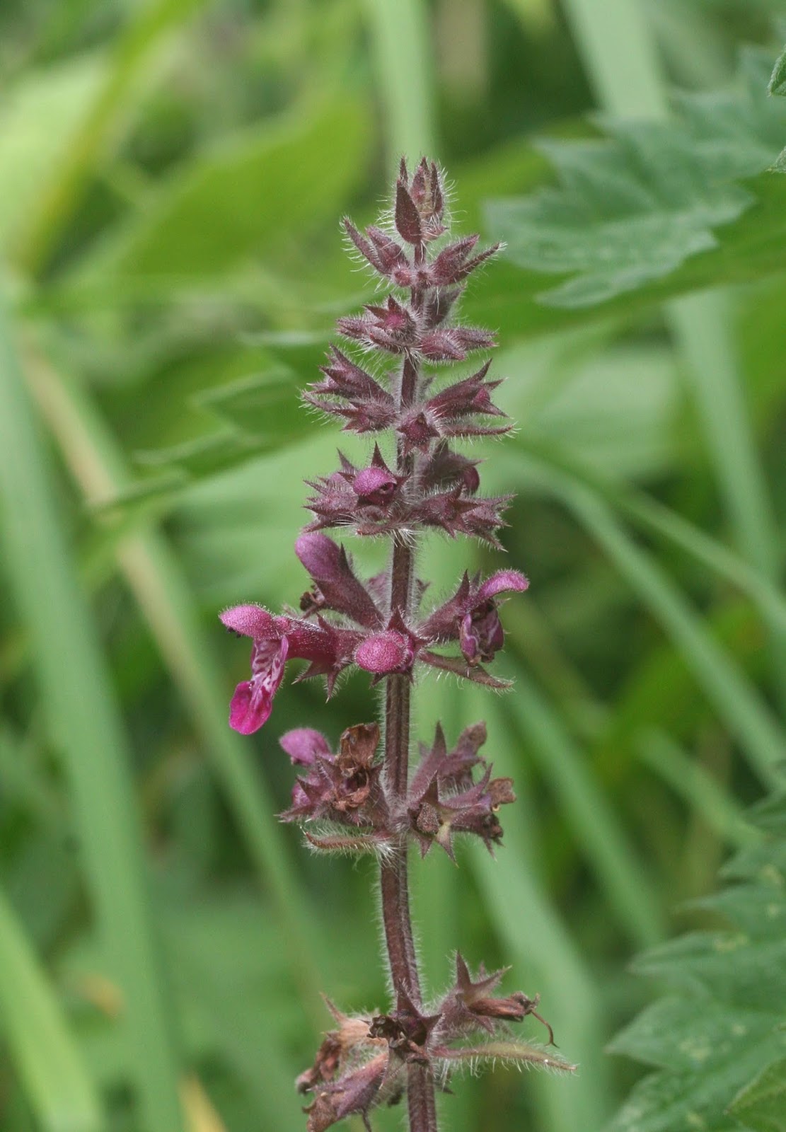 Donegal Wildlife: Angelica time!