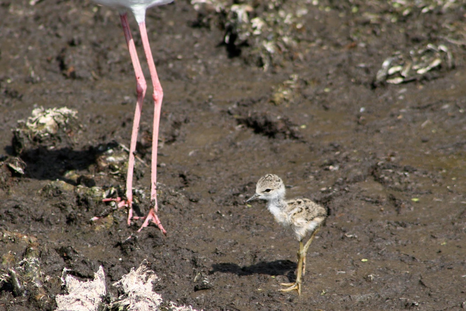 Hipster Birders: Featured Feathered Friend: Baby Edition! - Black ...