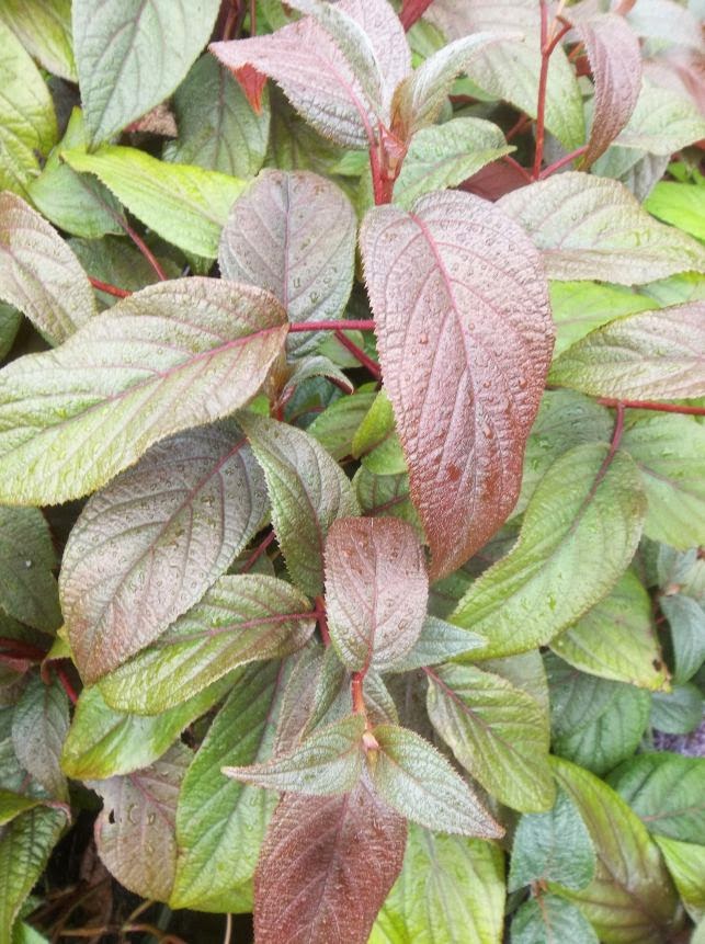 Future Plants by Randy Stewart: Hydrangea - Other Species